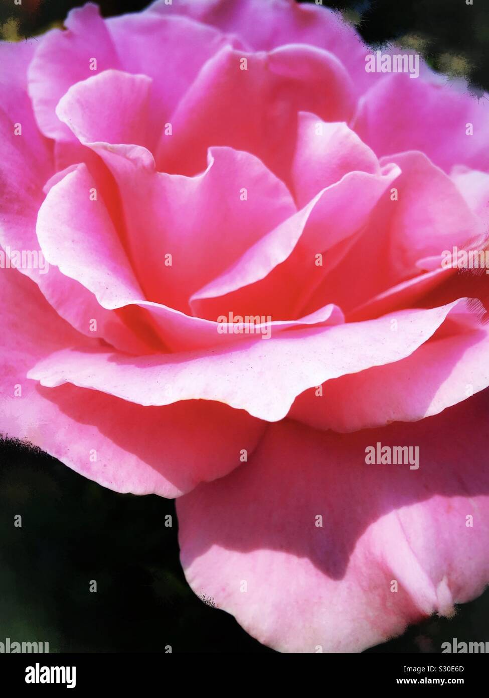 Giant pink rose hi-res stock photography and images - Alamy