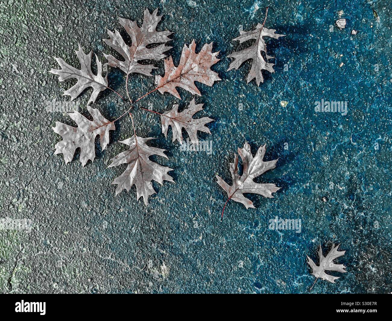 Fall to winter- fallen oak leaves form shape of a snowflake Stock Photo ...