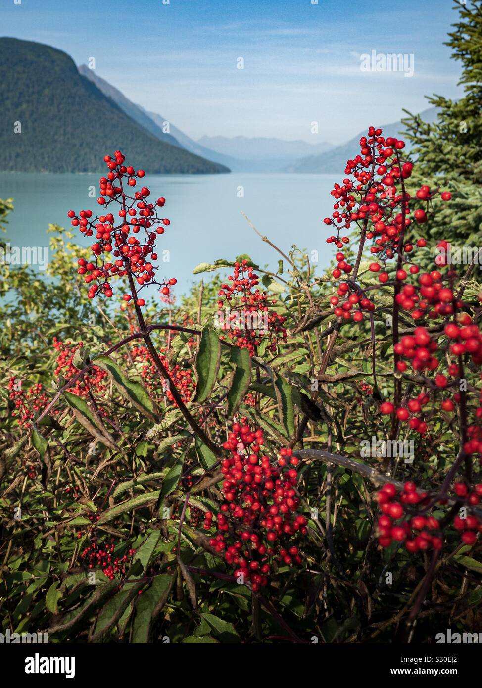 A salmon berry plant in Alaska Stock Photo - Alamy