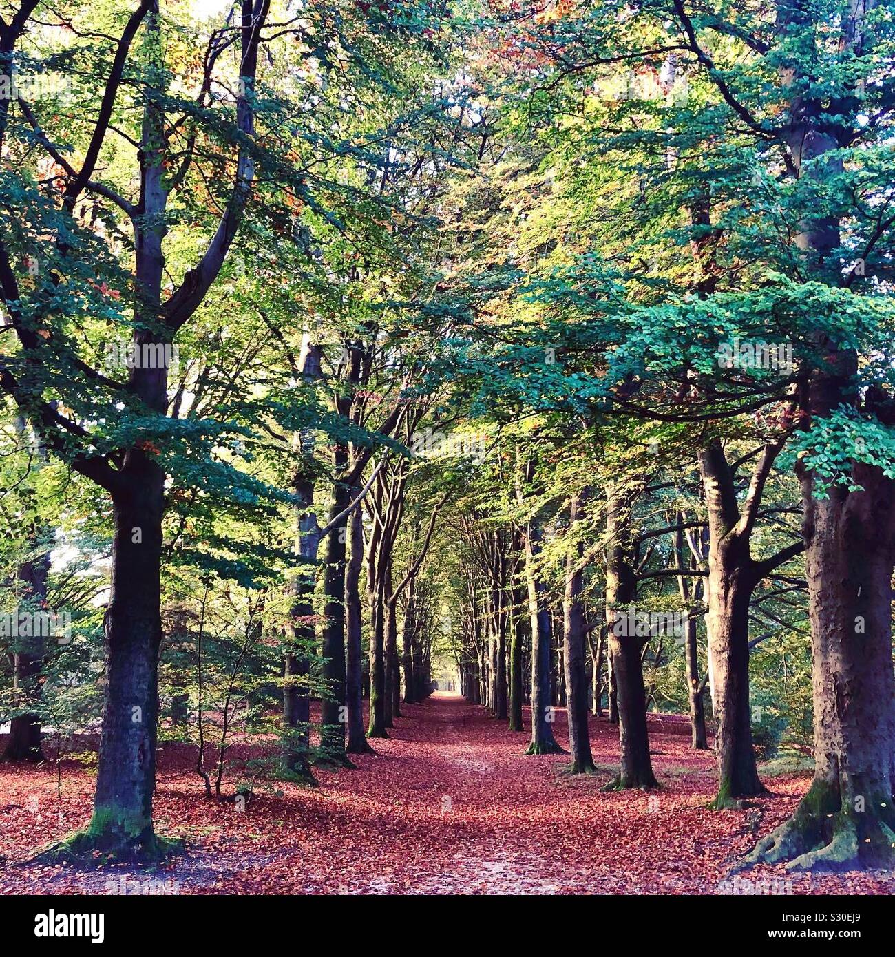 Kaapse Bossen High Resolution Stock Photography and Images - Alamy