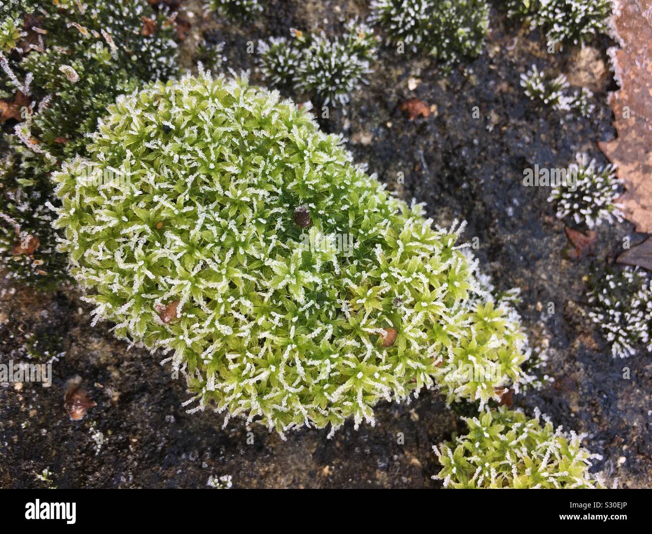 Moss clump hi-res stock photography and images - Alamy