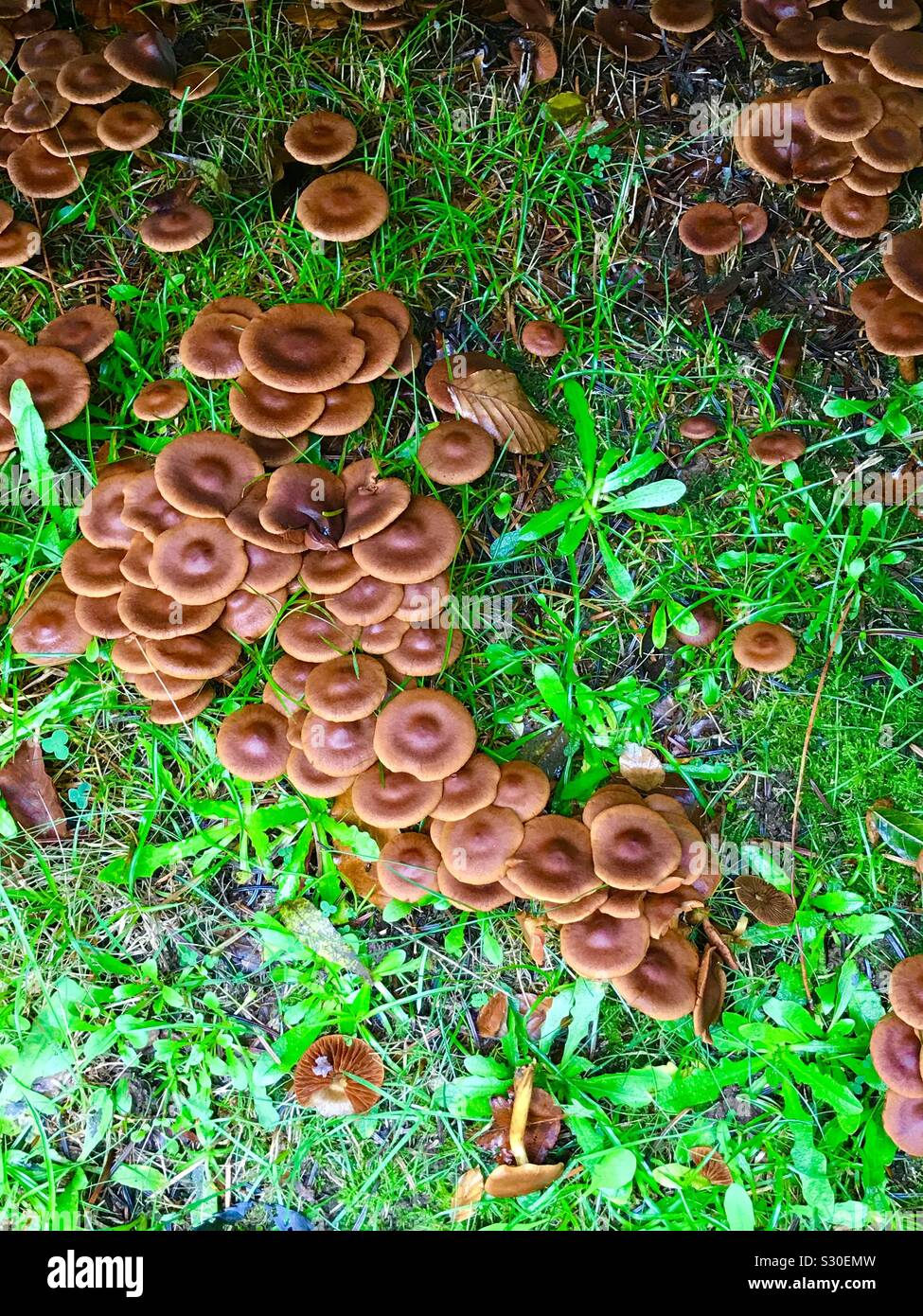 Fungi growing in these wet conditions Stock Photo - Alamy
