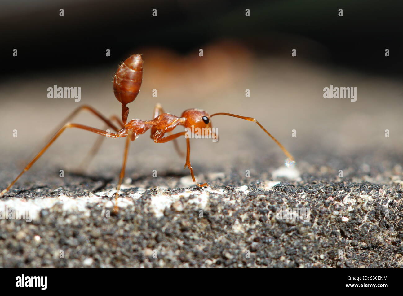 Animal garden wall hi-res stock photography and images - Alamy