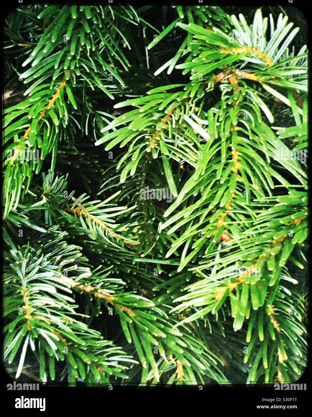 Real branches hi-res stock photography and images - Alamy