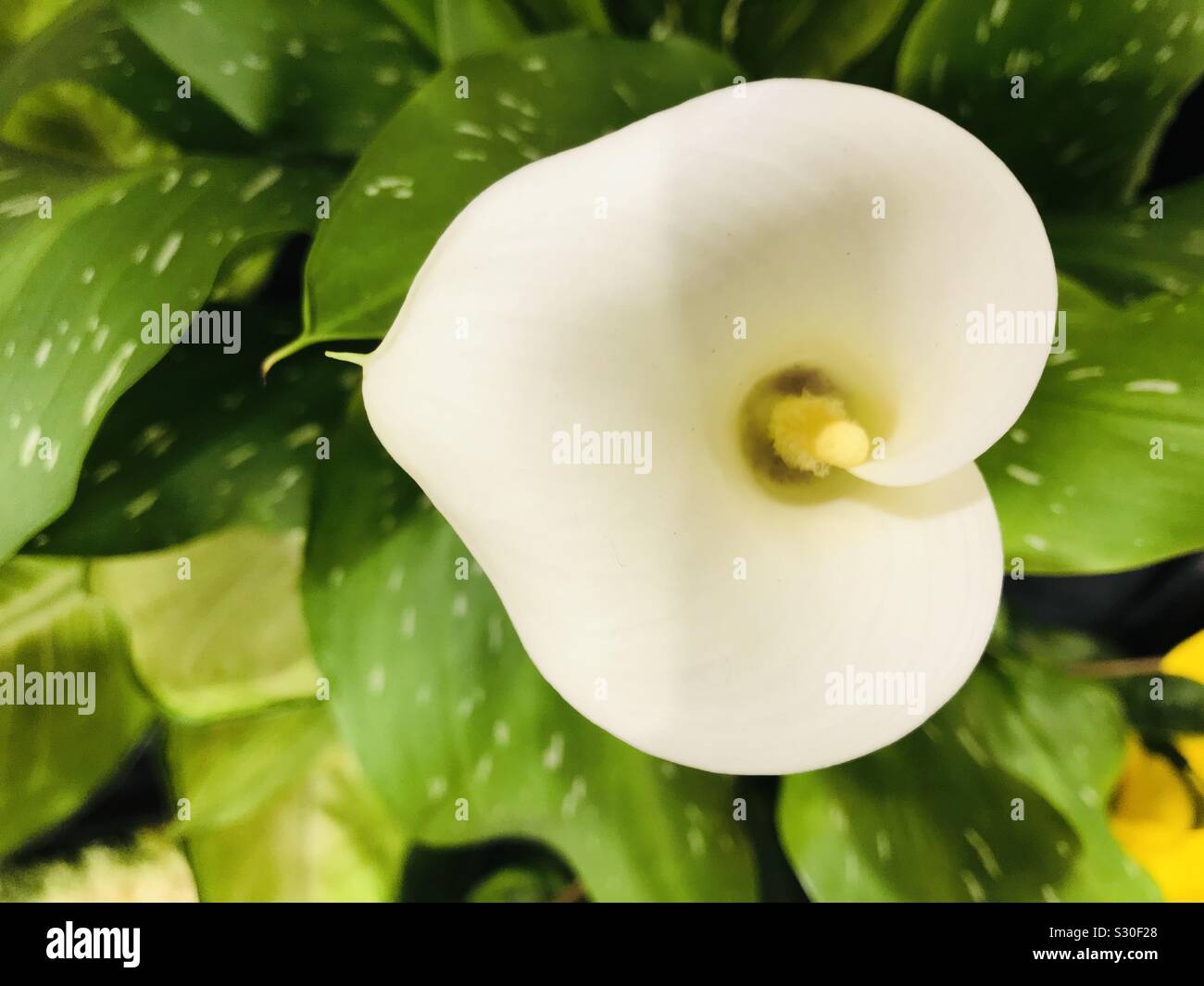 White heart shaped calla Lilly in a green background , ornamental plant ...