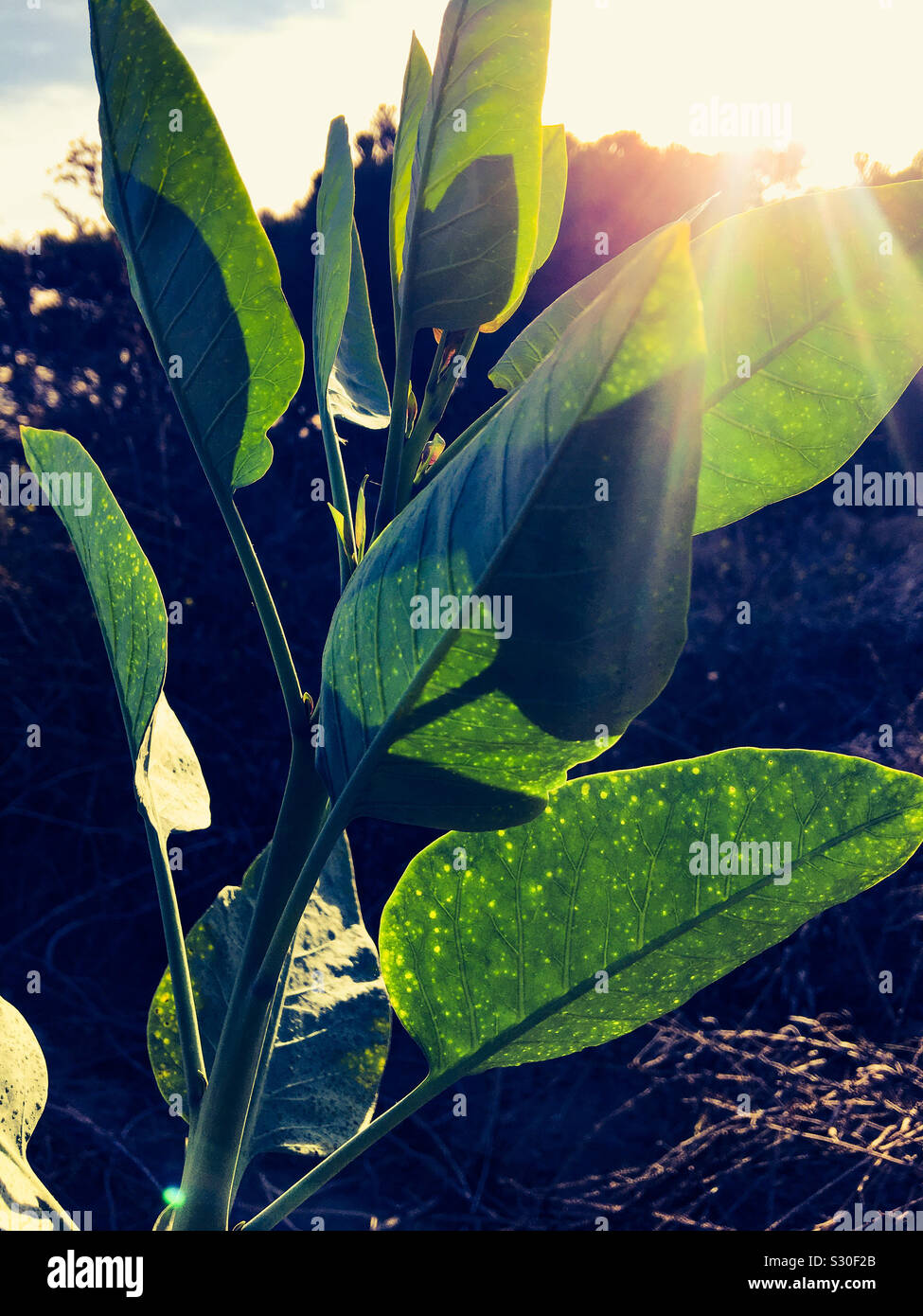 Sun dappled hi-res stock photography and images - Alamy