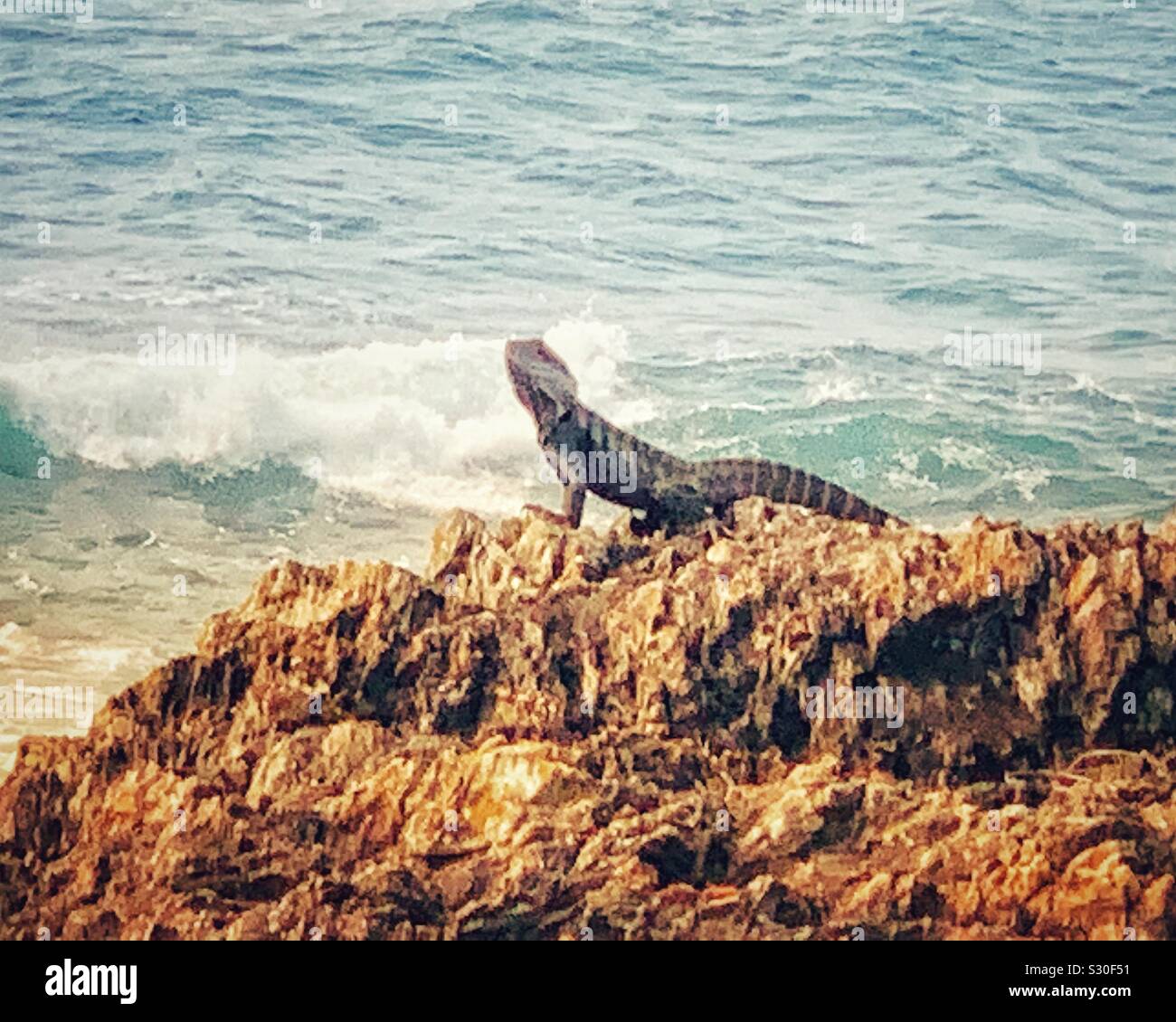 Lizard by the sea Stock Photo - Alamy