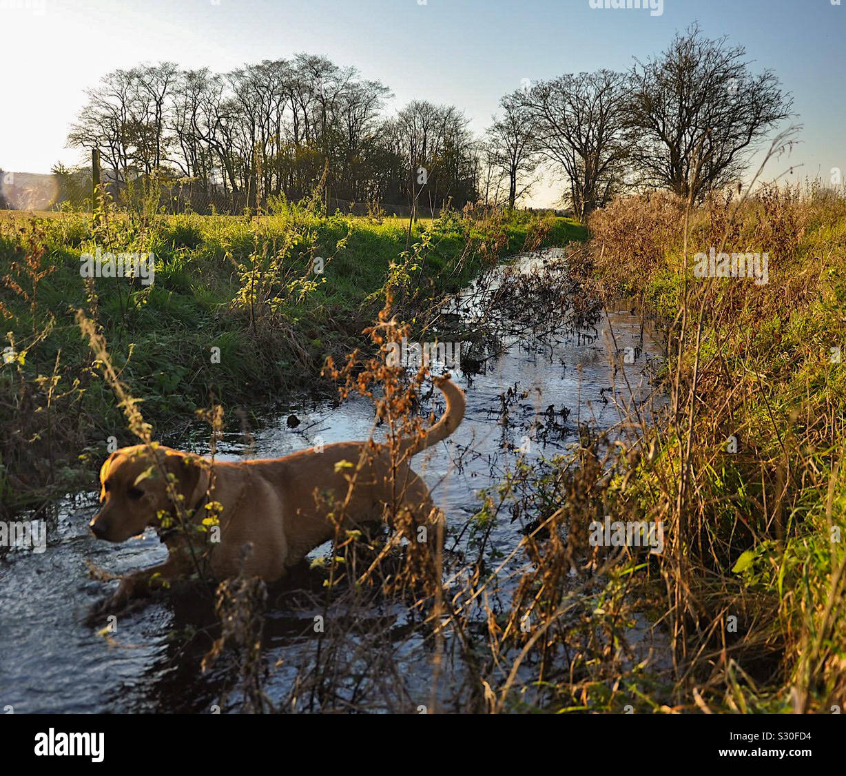 Dog in Ditch Stock Photo - Alamy