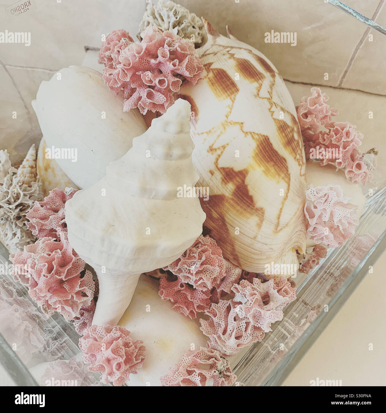 Arrangement of shells hi-res stock photography and images - Alamy