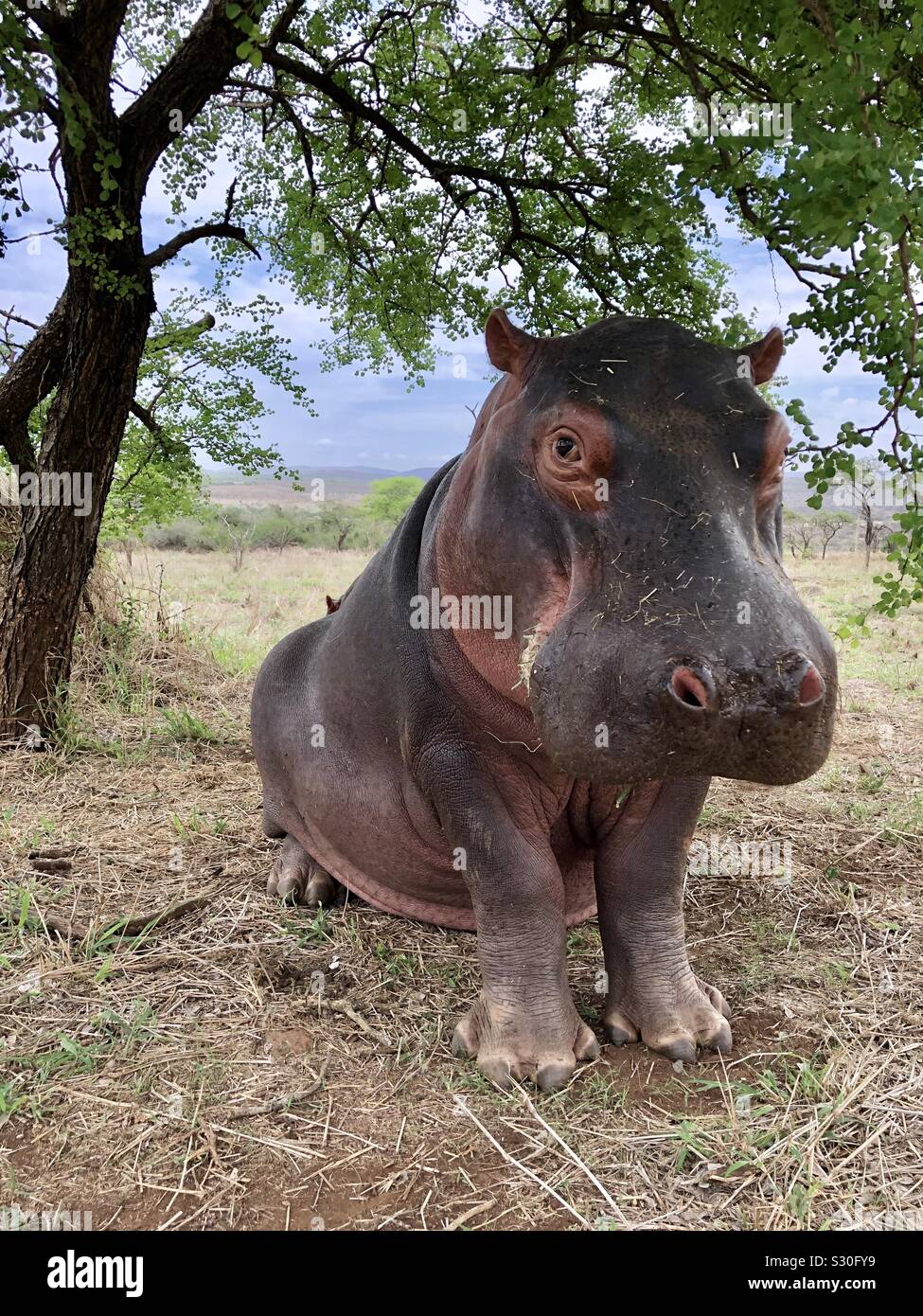 Hippo face hi-res stock photography and images - Alamy