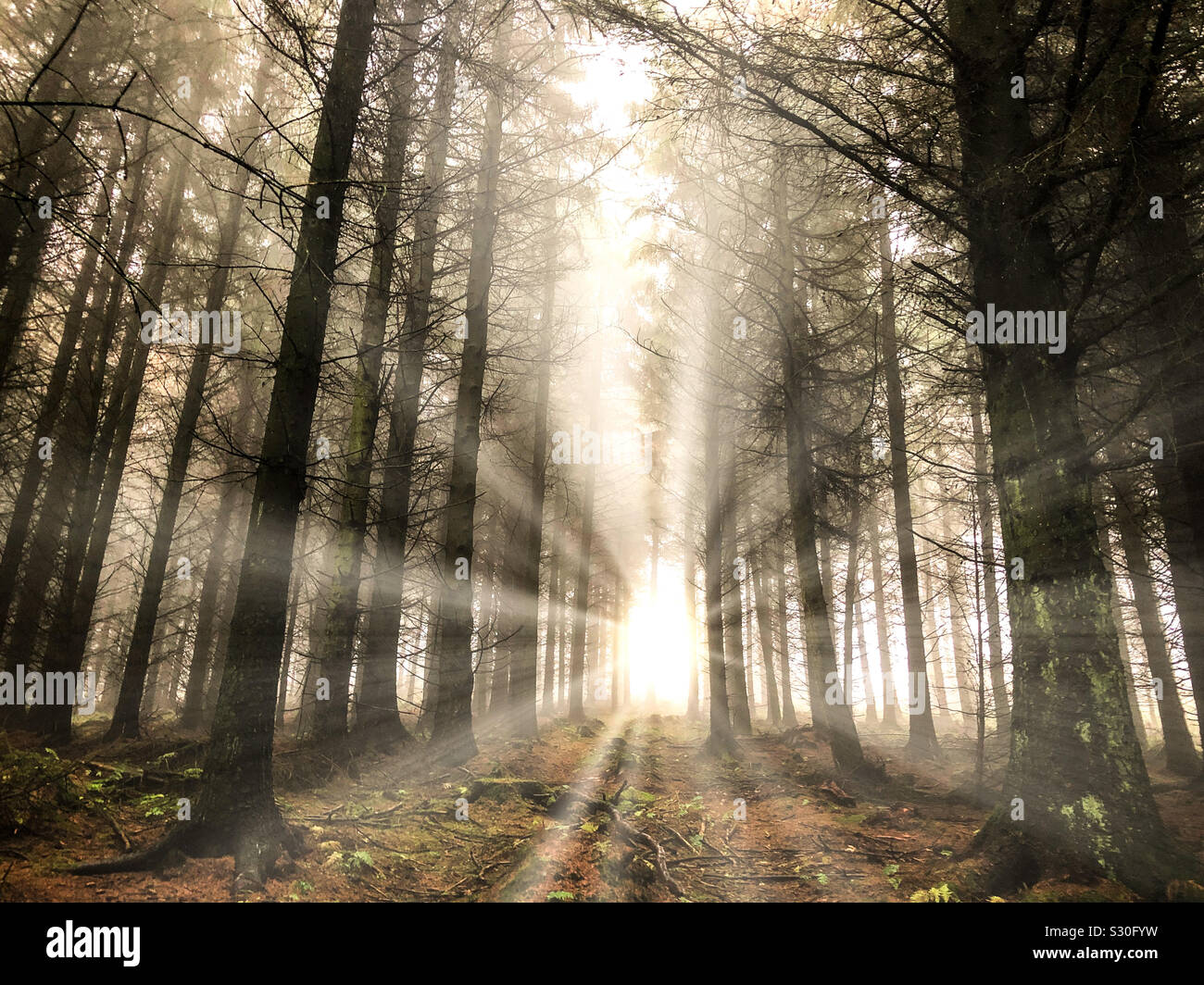 Woodland light hi-res stock photography and images - Alamy