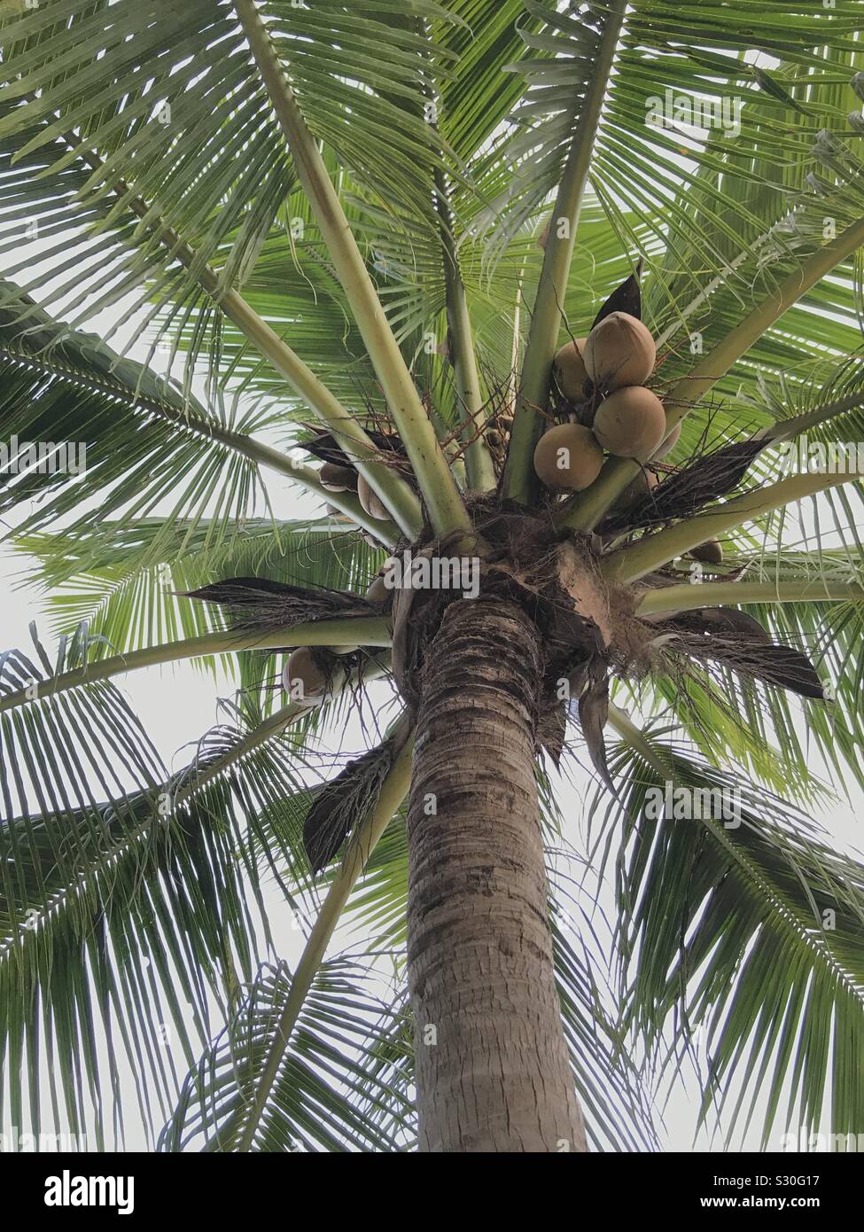 Coconut growing palm tree hi-res stock photography and images - Alamy