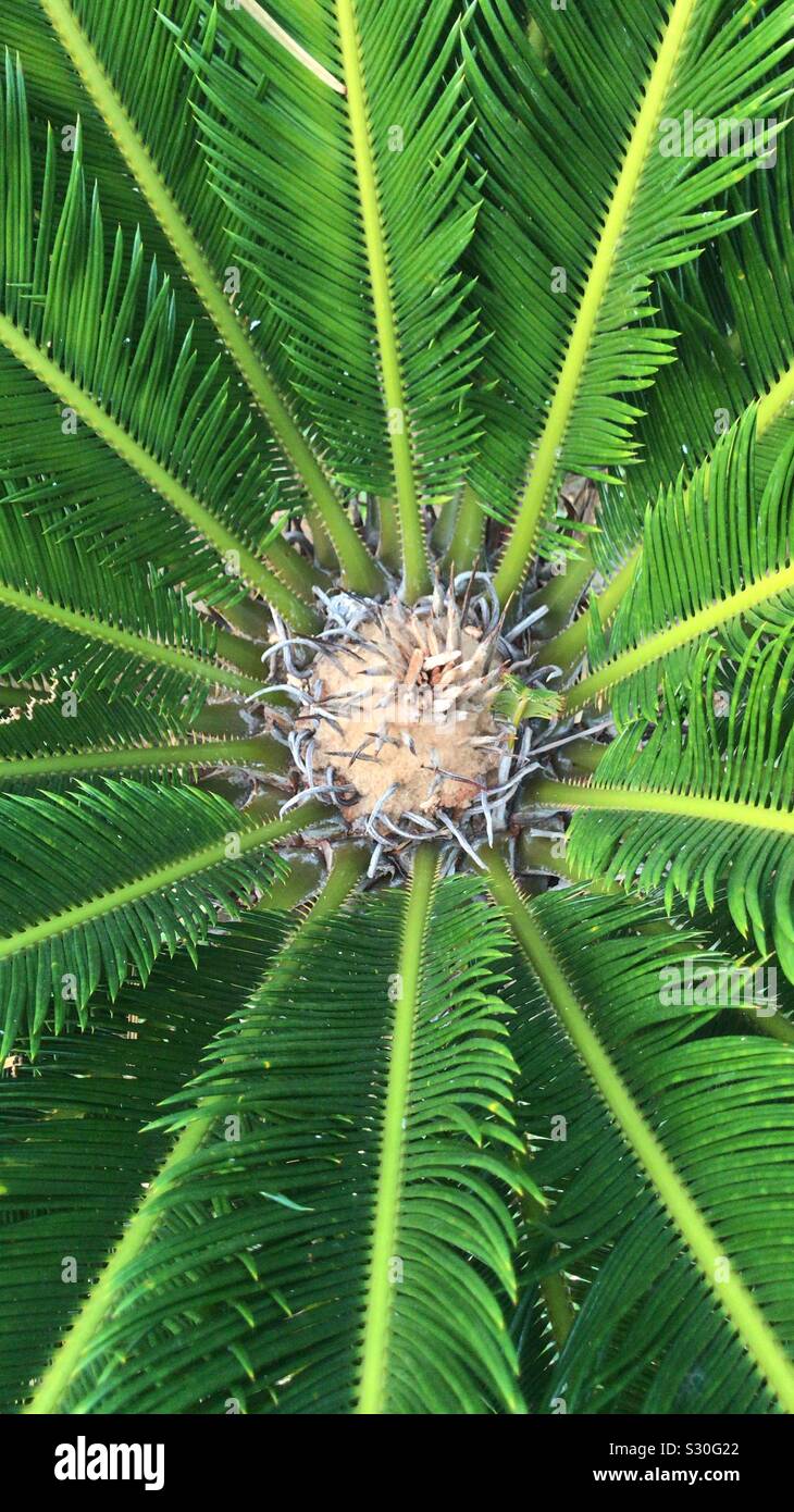 Tree center hi-res stock photography and images - Alamy