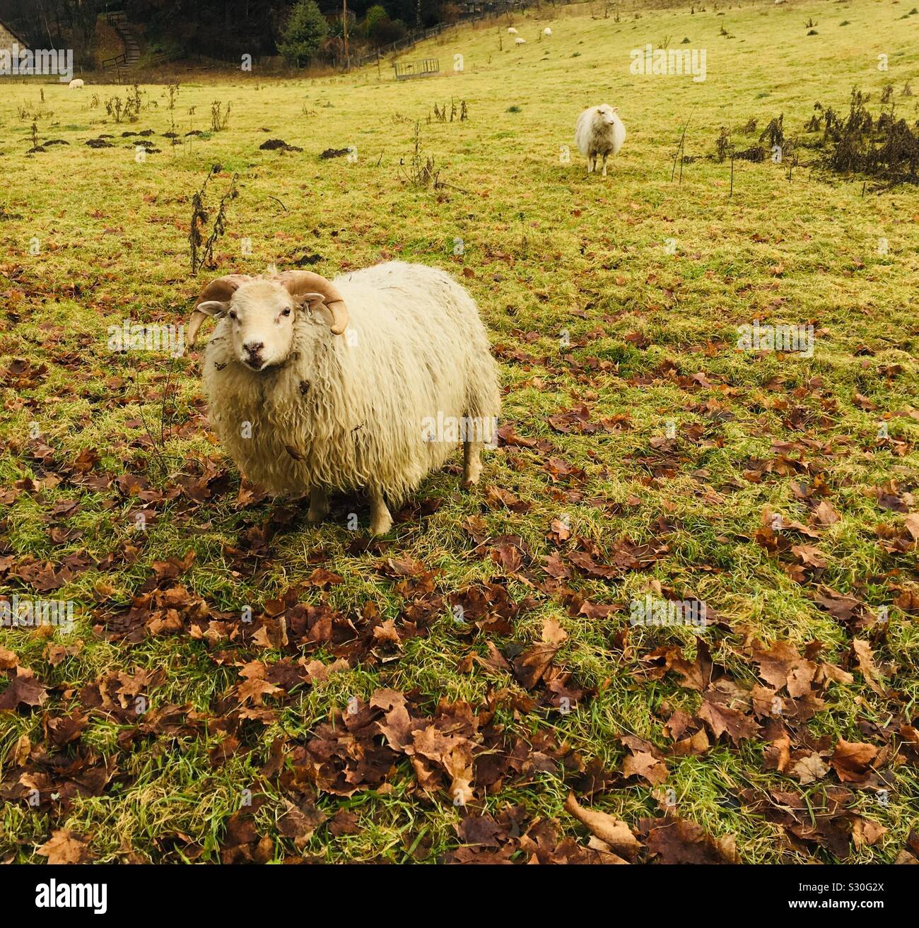 Long haired sheep hi-res stock photography and images - Alamy