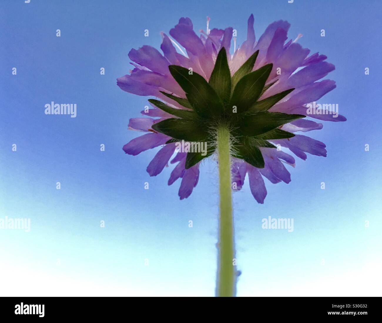 Purple Corn Flower High Resolution Stock Photography and Images - Alamy