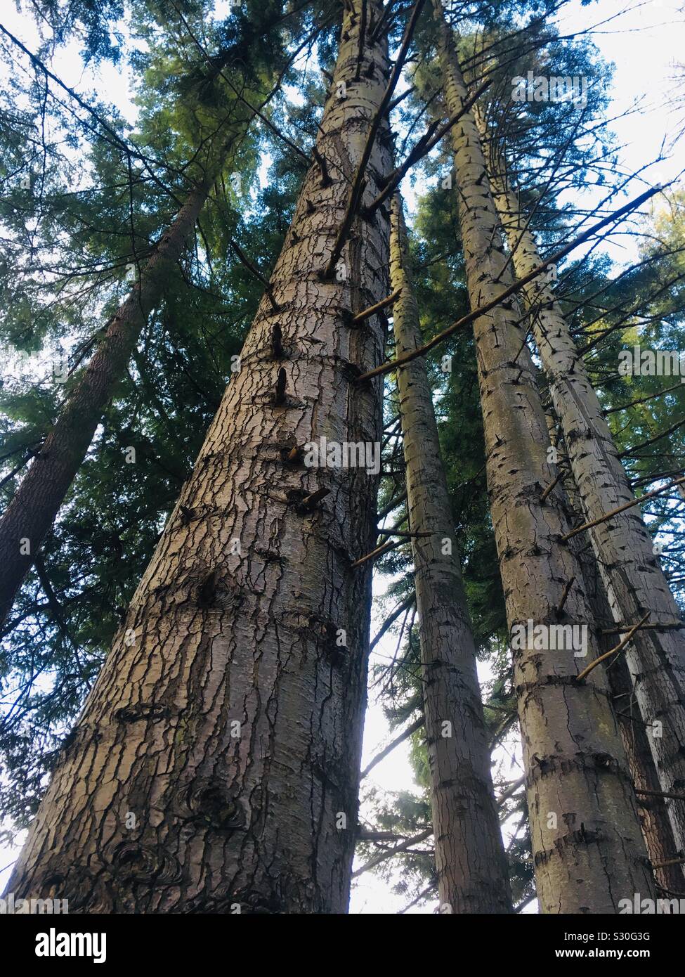 Tall pine trees hi-res stock photography and images - Alamy
