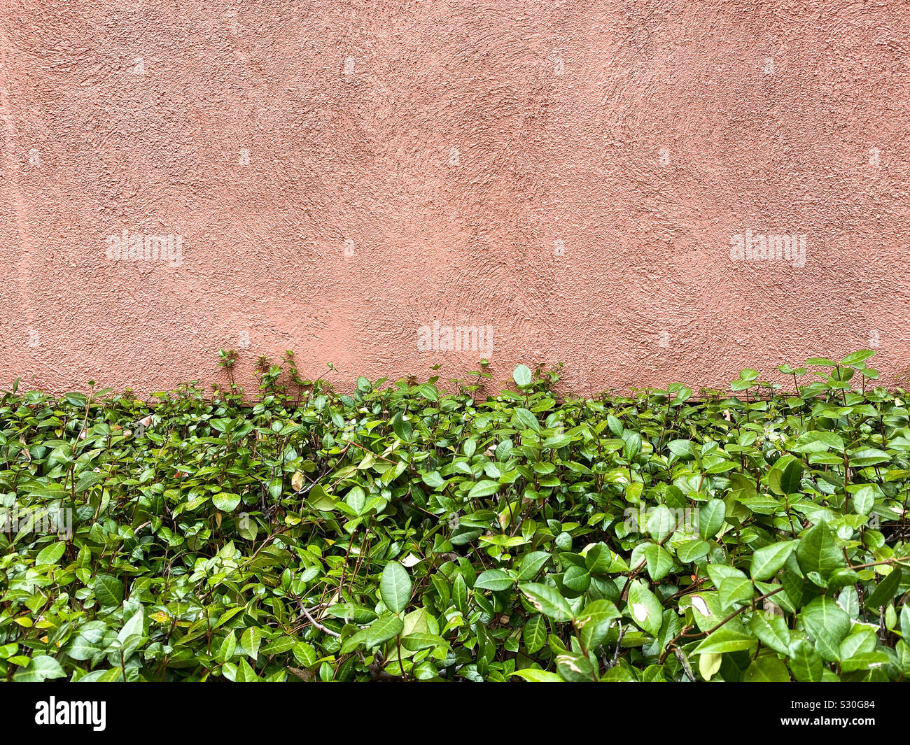 Green ground cover hi-res stock photography and images - Alamy