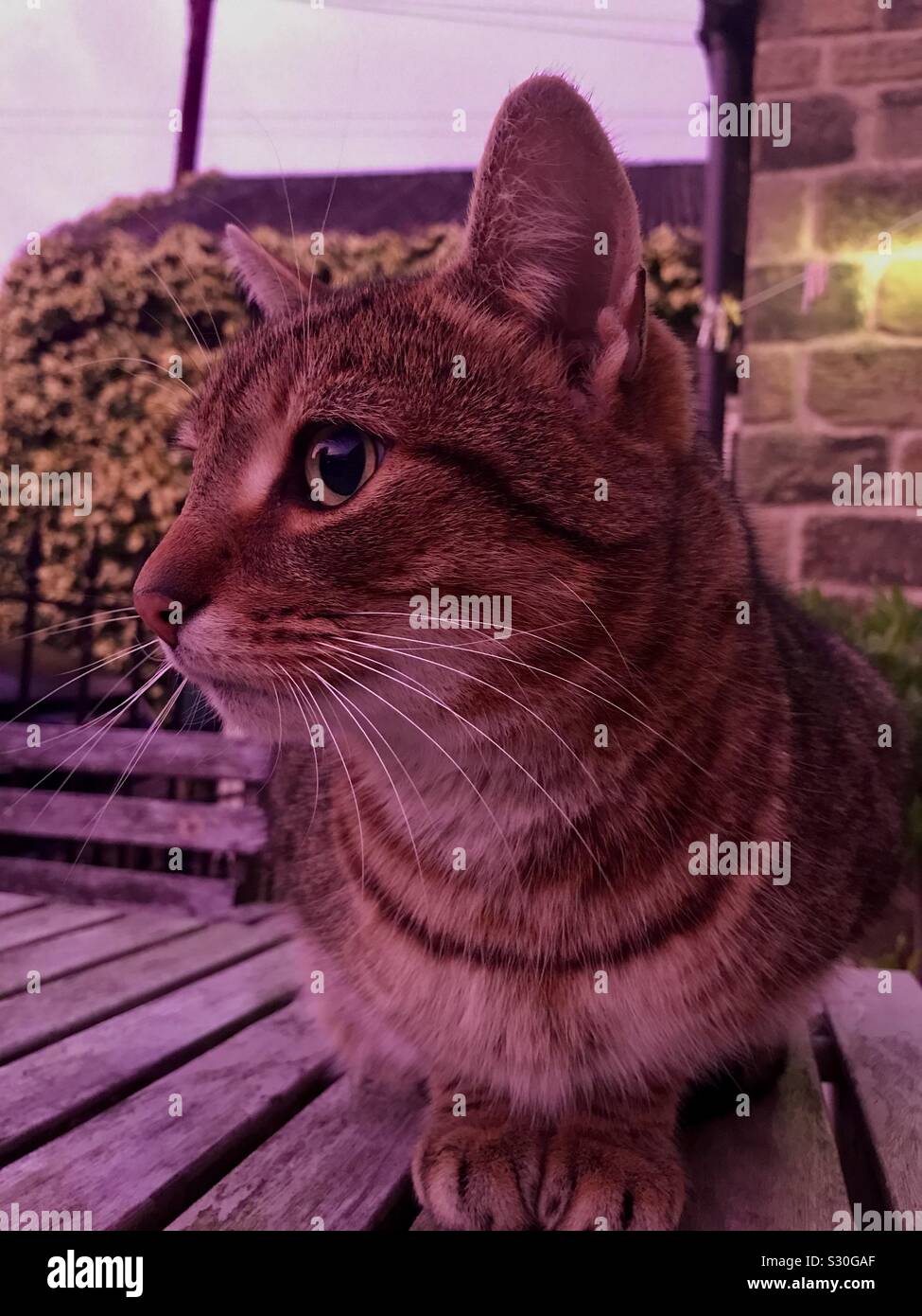 Cat Sunrise High Resolution Stock Photography and Images - Alamy