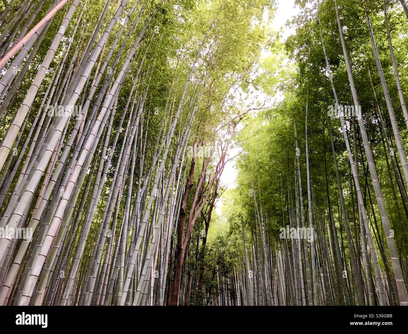 Arashiyama Bamboo Grove, also known as the Sagano Bamboo Forest ...