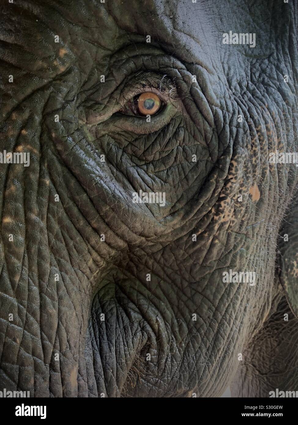 Elephant eye hi-res stock photography and images - Alamy