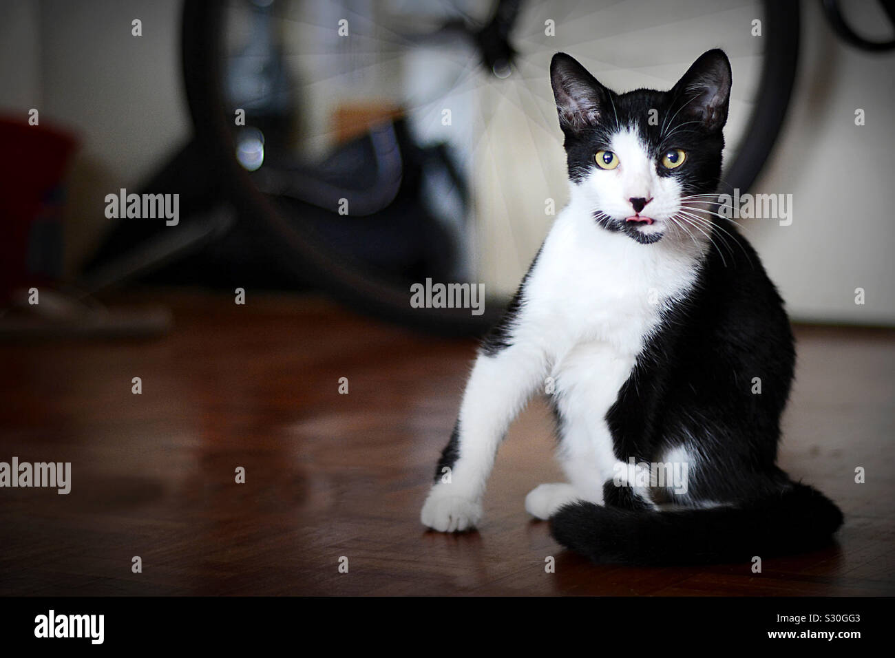 Cat striking a pose Stock Photo - Alamy