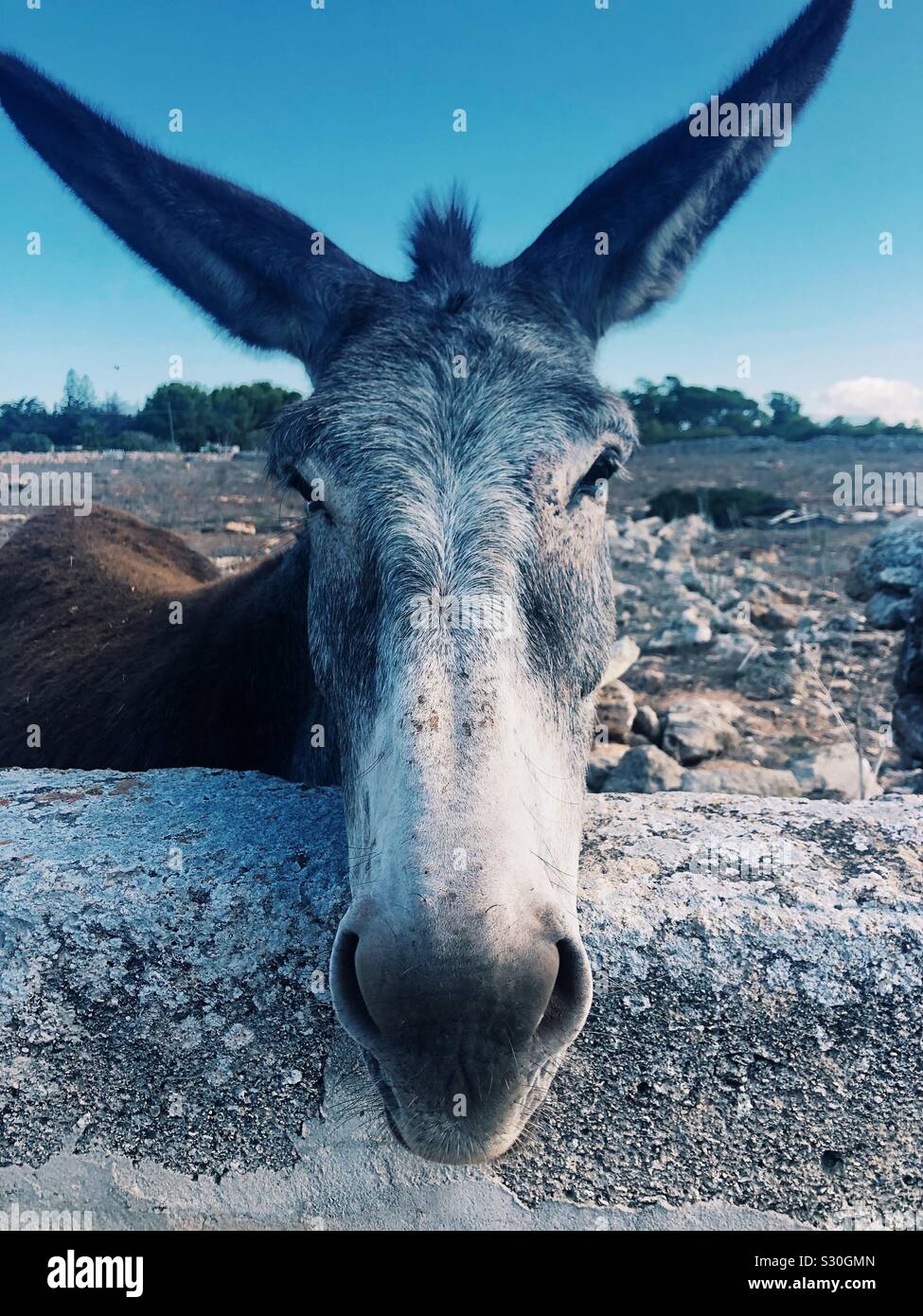 Nice donkey hi-res stock photography and images - Alamy