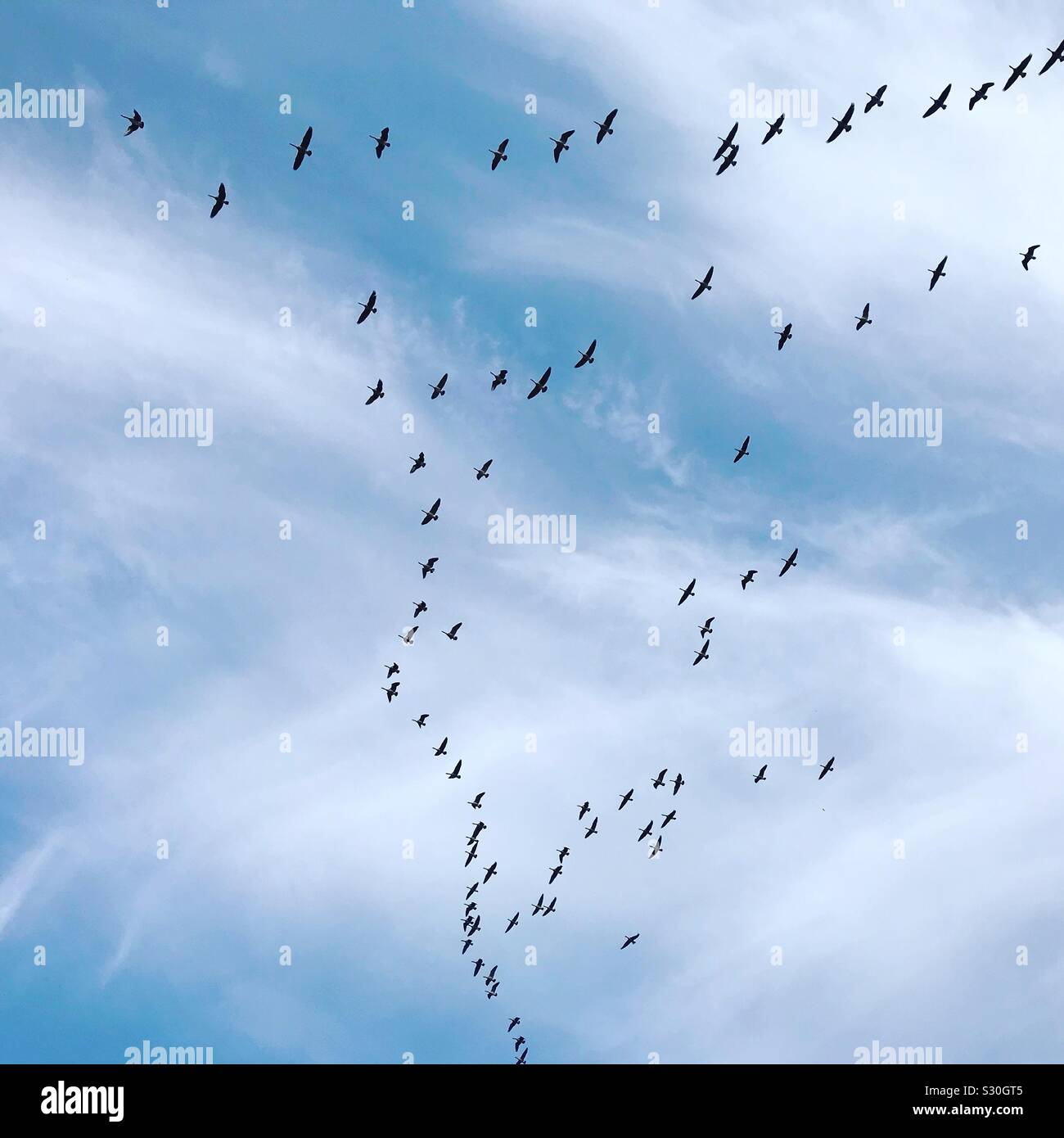 Canada Geese migrating south for winter Stock Photo - Alamy