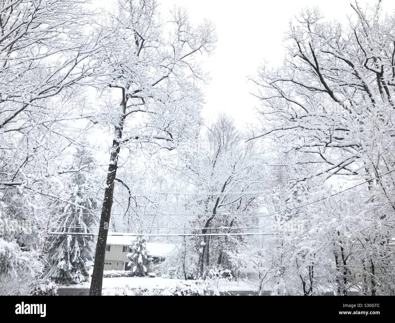 Trees in the front yard covered by the first snow of the season in the ...
