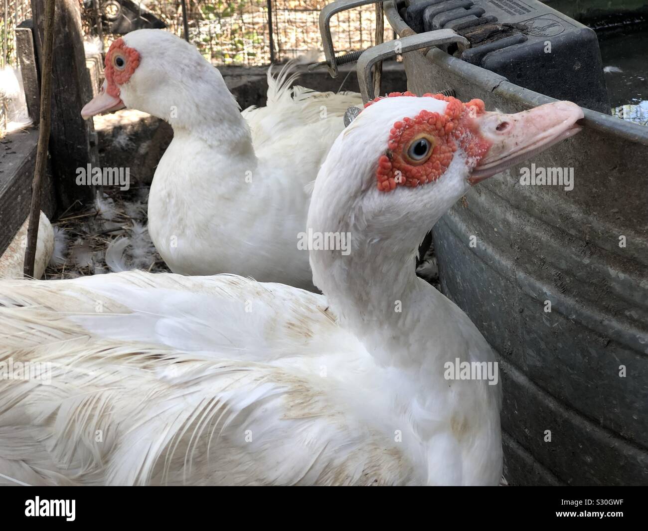 Poultry farm hi-res stock photography and images - Alamy
