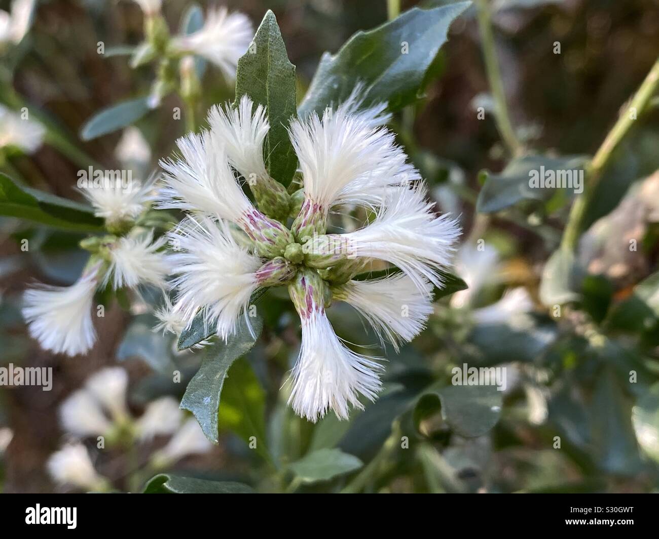 Salt blooms hi-res stock photography and images - Alamy