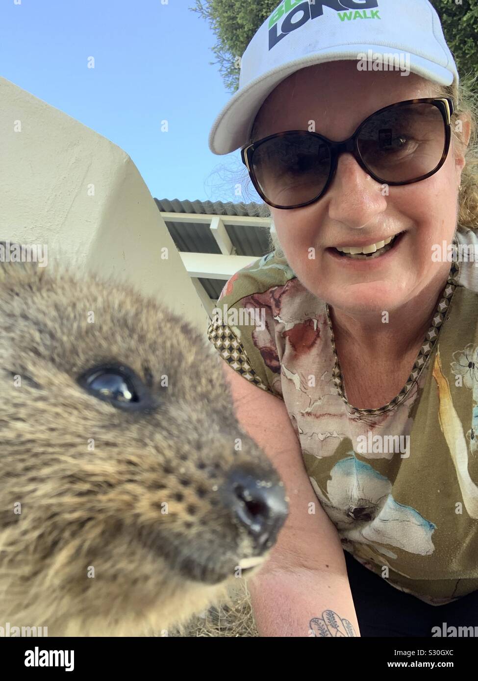 Quokka western australia hi-res stock photography and images - Alamy