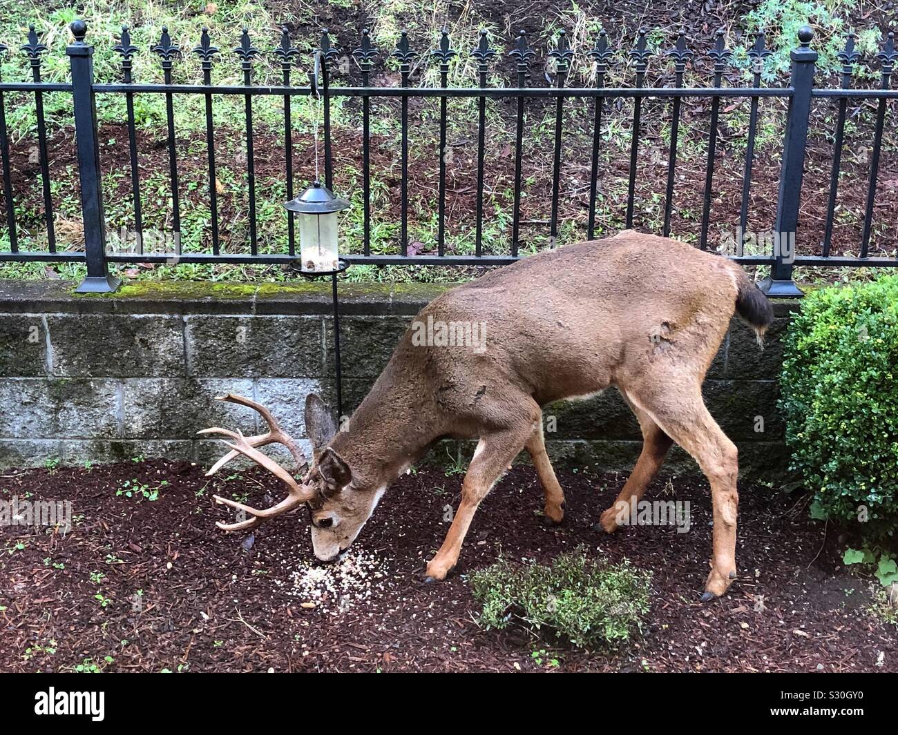 Buck eating bird seed hi-res stock photography and images - Alamy