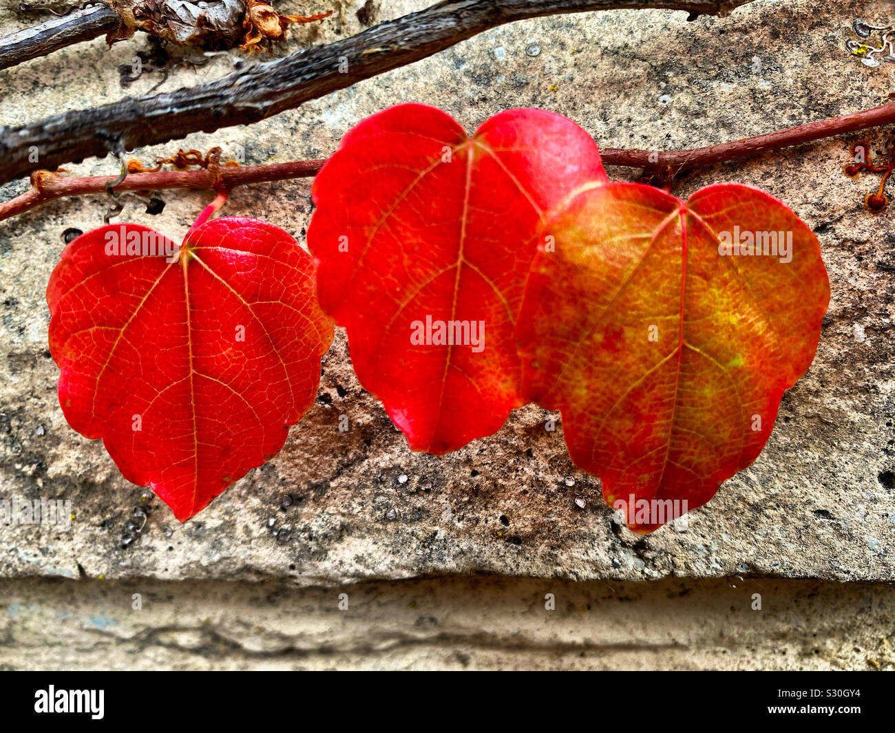 Three fall ivy leaves on a rock wall Stock Photo - Alamy