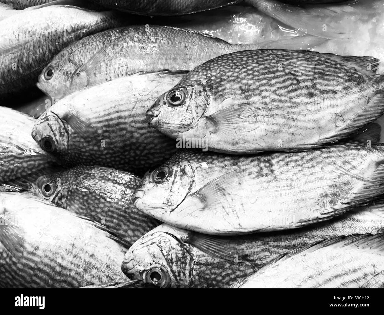 Assorted black and white image of raw fish in fish market singapore ...