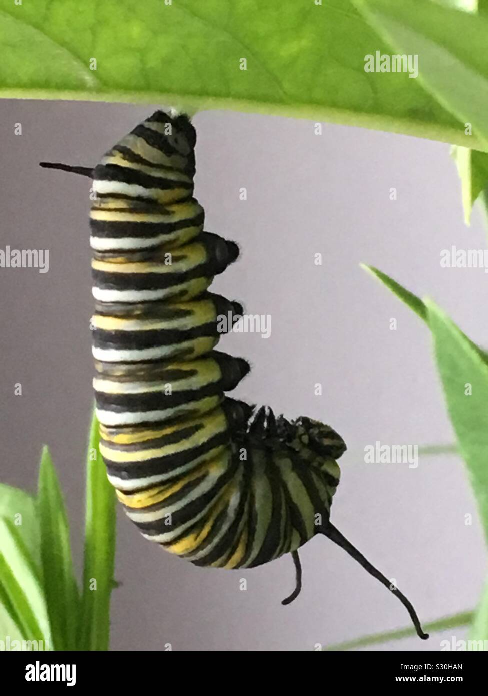 Monarch pupae caterpillar hi-res stock photography and images - Alamy