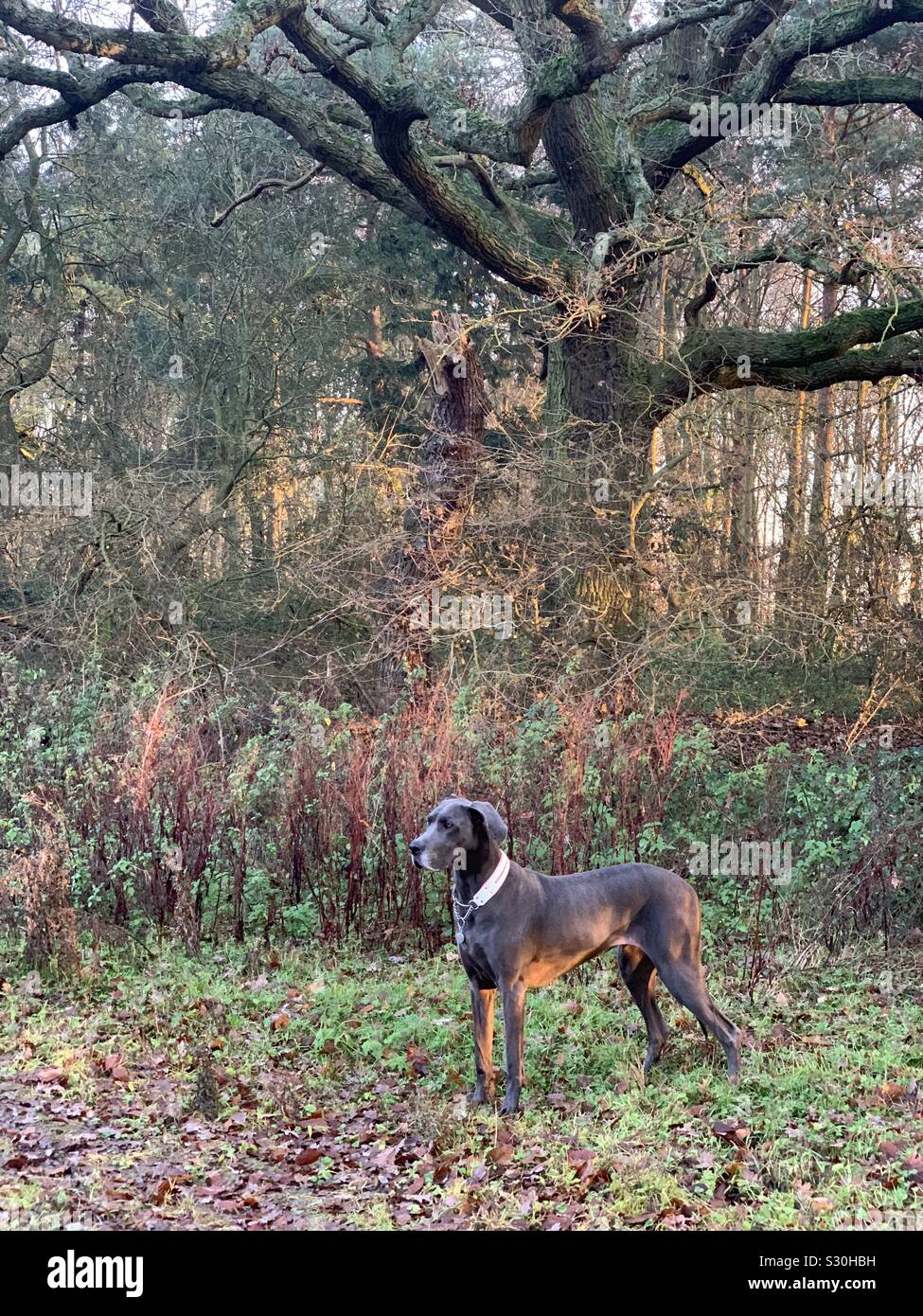 Dog tree hi-res stock photography and images - Alamy