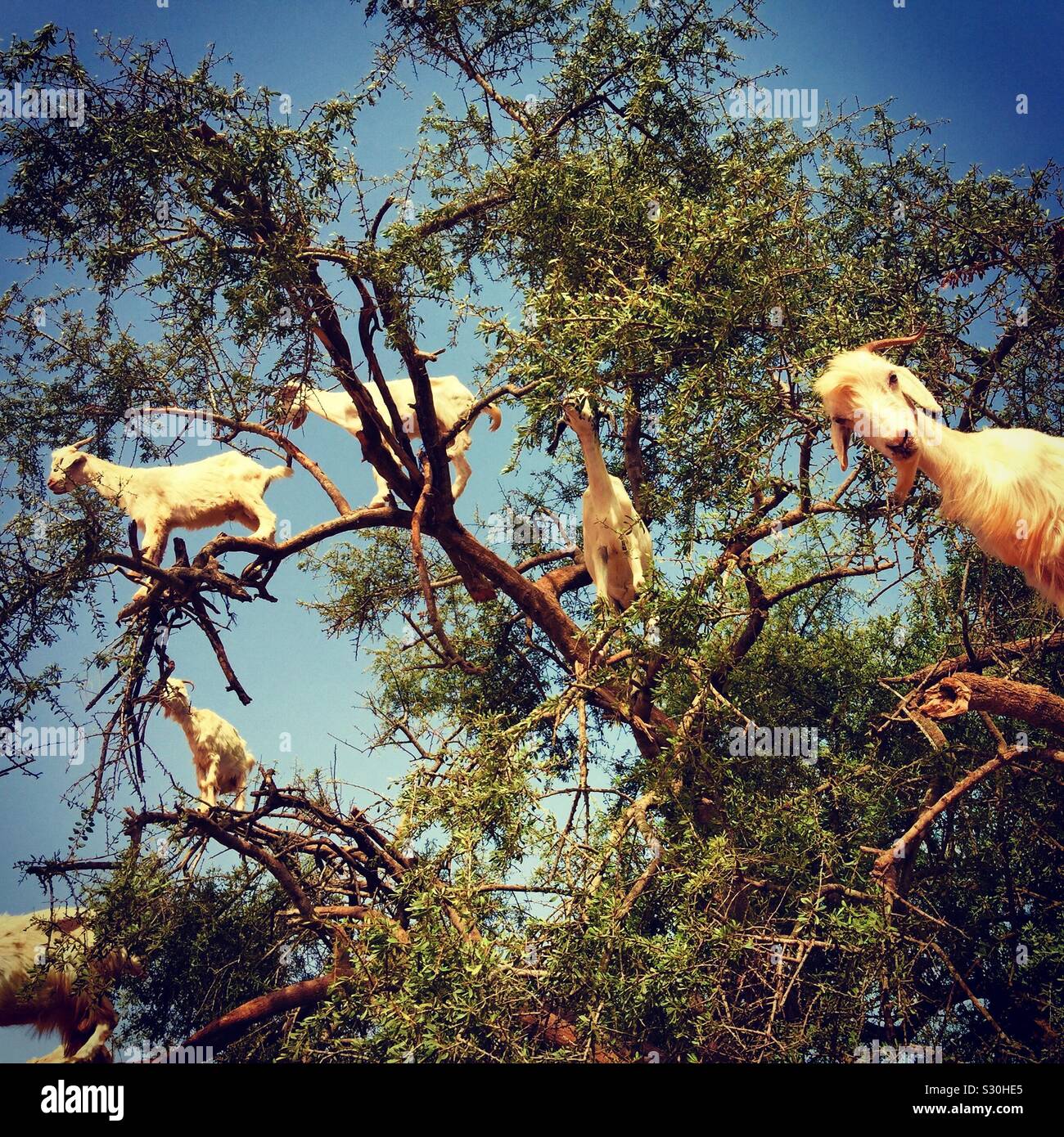 Tree climbing goat of morocco hi-res stock photography and images - Alamy
