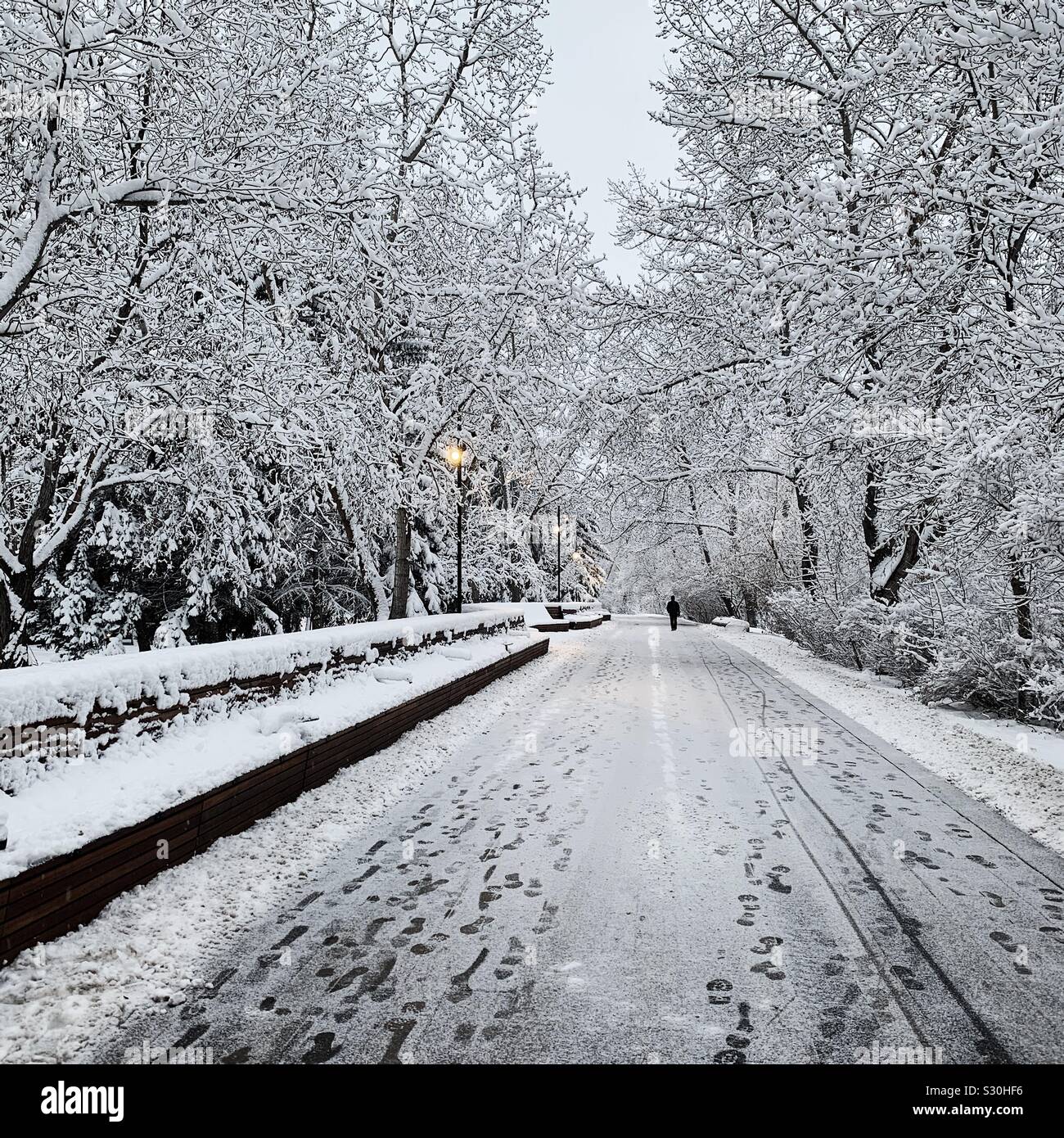 A sole person walks down a snowy tree lined pathway Stock Photo - Alamy