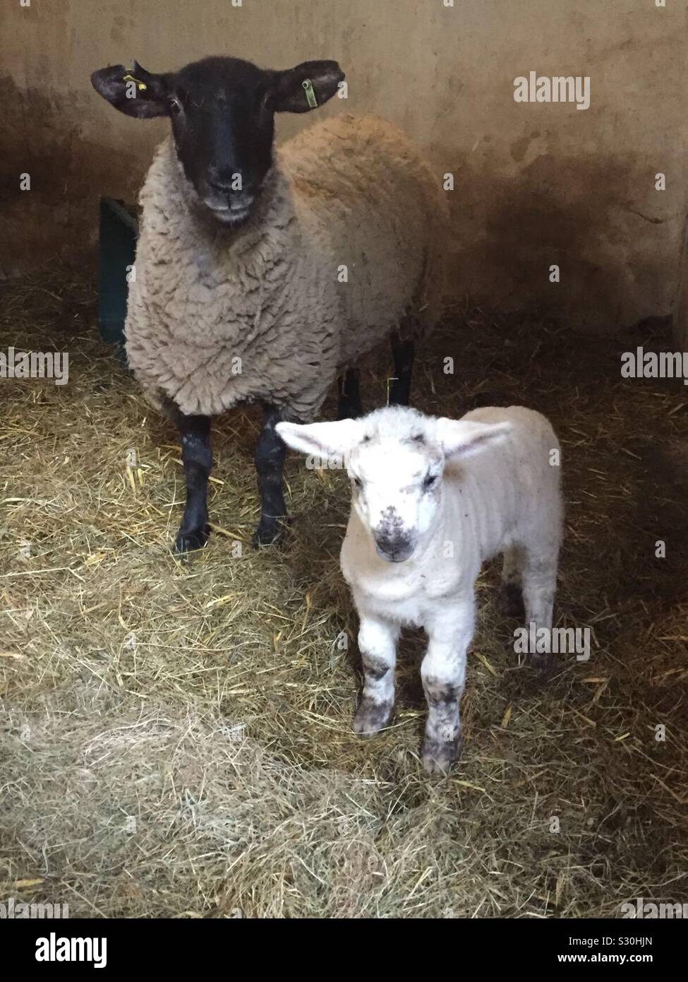 Sheepish hi-res stock photography and images - Alamy