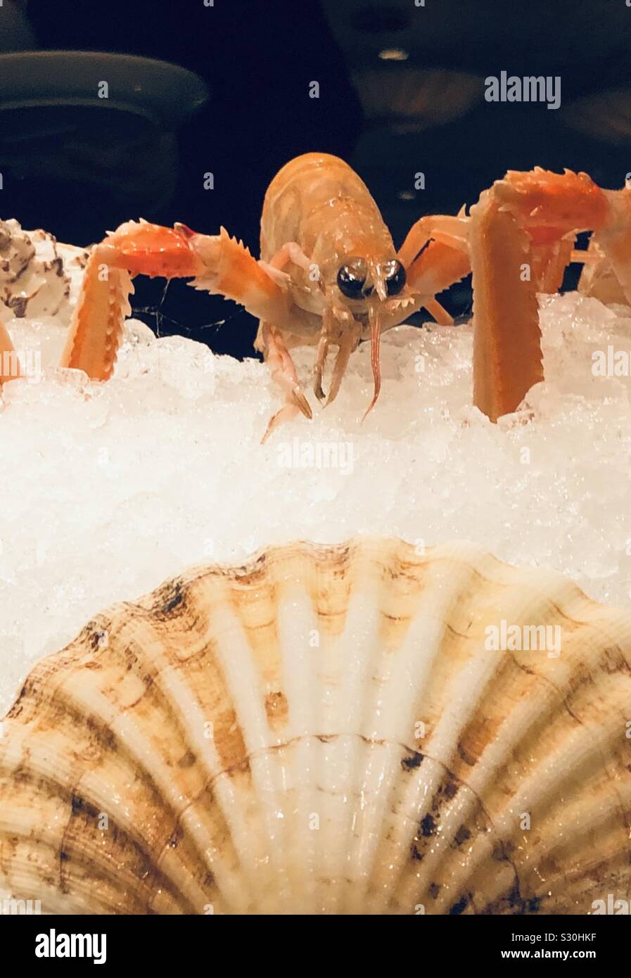 Clam seafood hi-res stock photography and images - Alamy