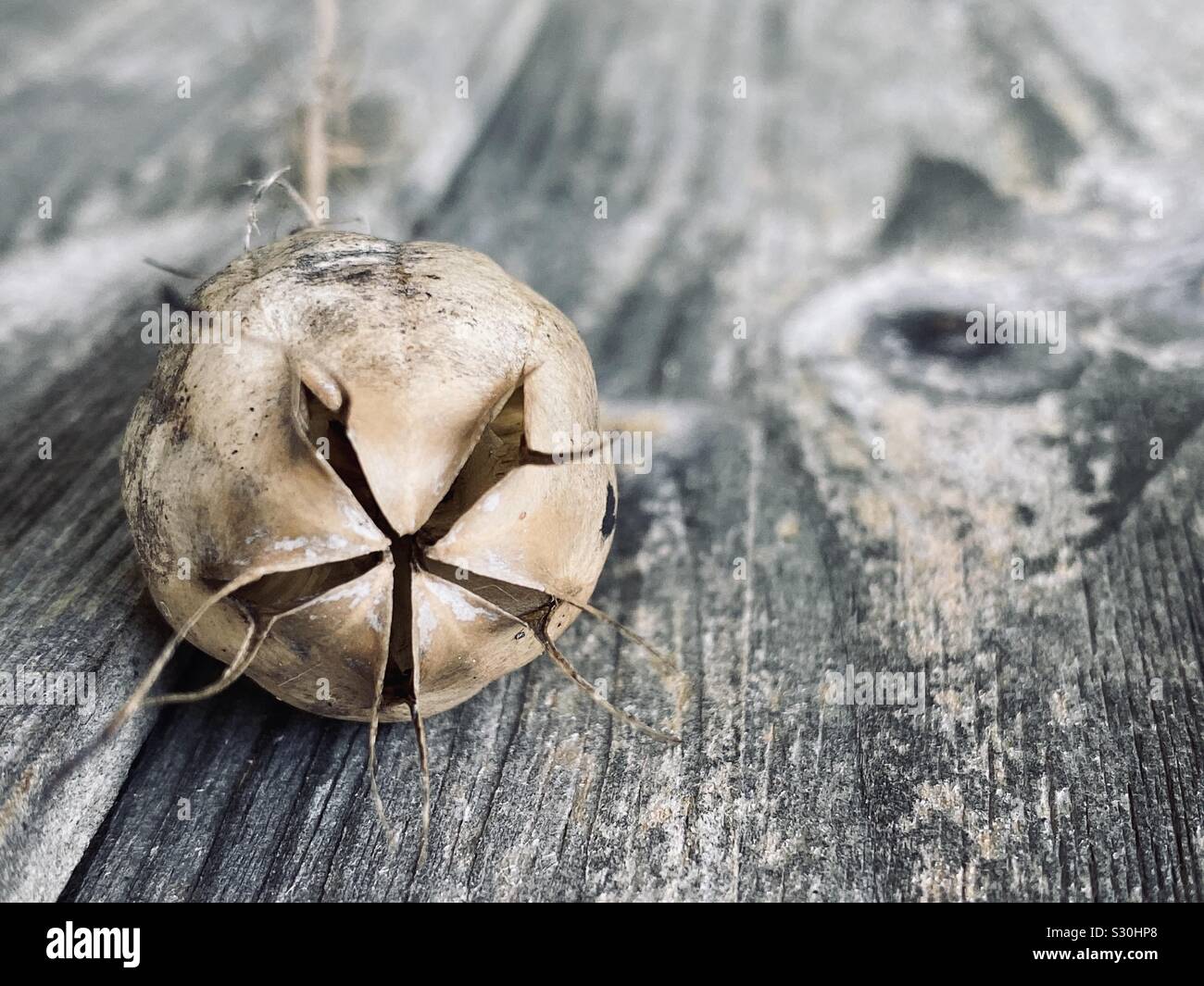 New seed pods hi-res stock photography and images - Alamy