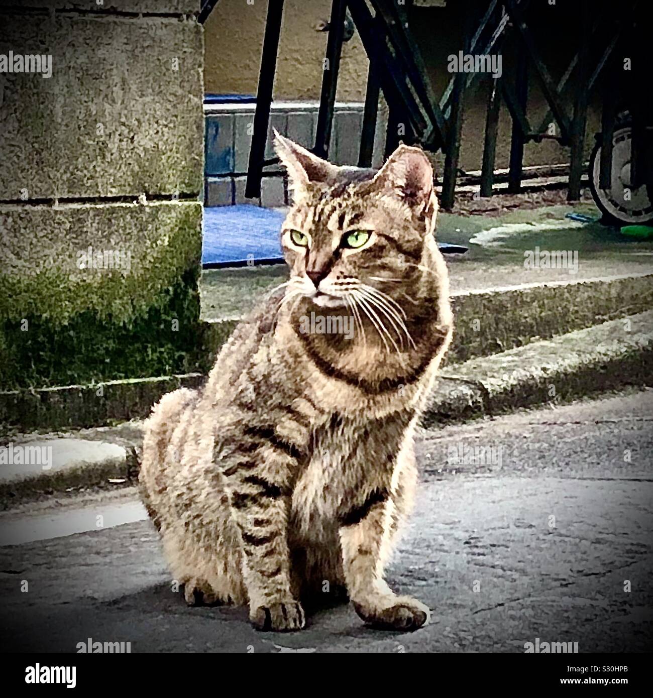 Street cat with green eyes in Nezu, Tokyo, Japan Stock Photo - Alamy