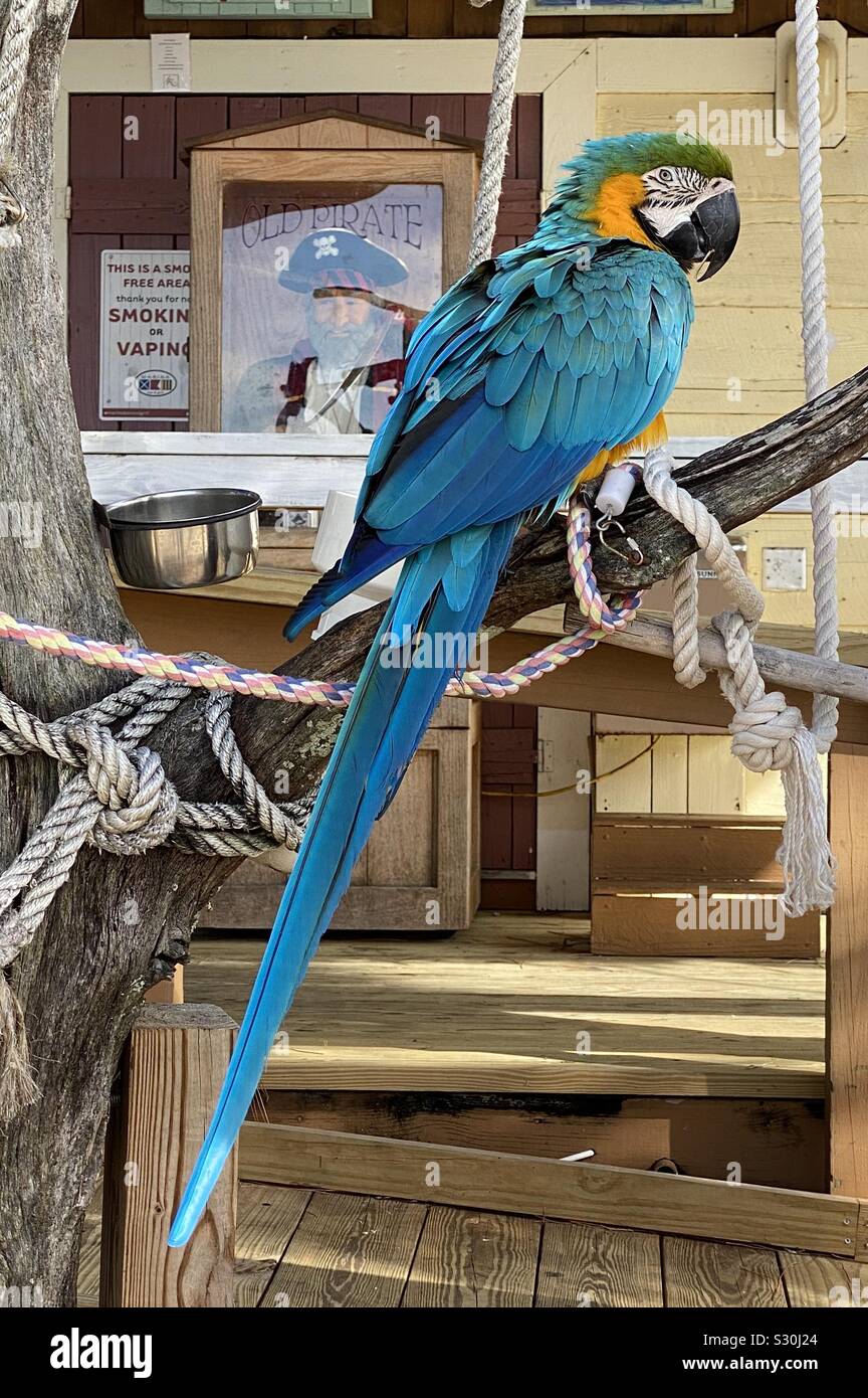 Beautiful macaw that lives outdoors at a marina Stock Photo - Alamy