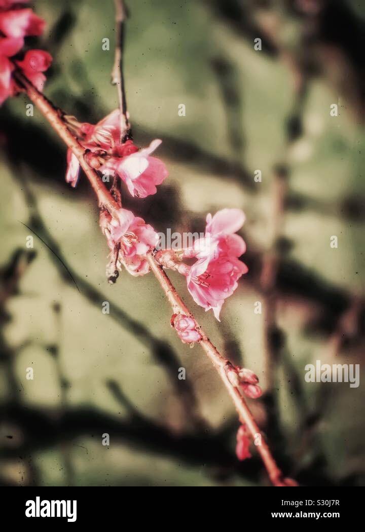 Punk tree hi-res stock photography and images - Alamy