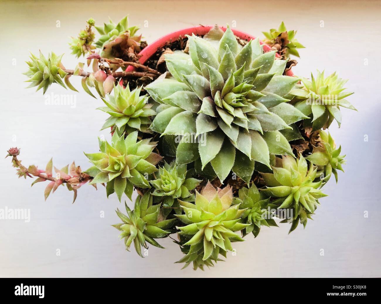 Top view of a succulent plant Stock Photo - Alamy