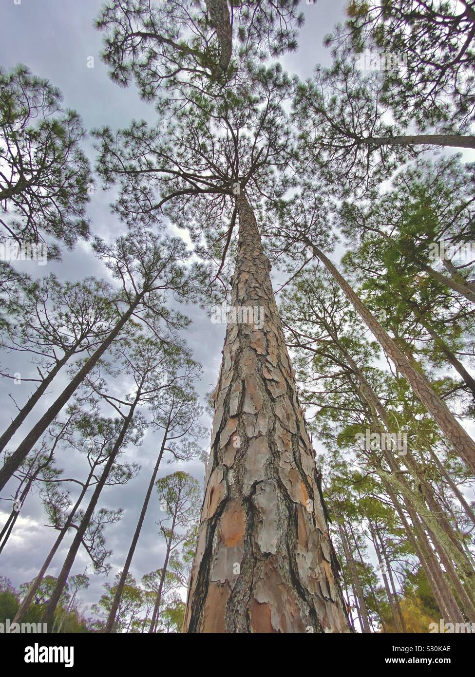 Trees with perspective hi-res stock photography and images - Alamy