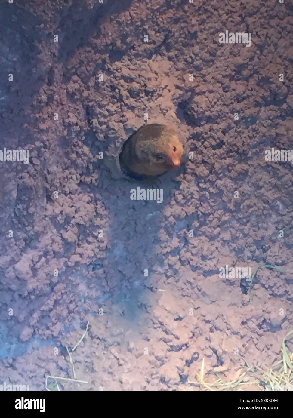 Meerkat cave hi-res stock photography and images - Alamy