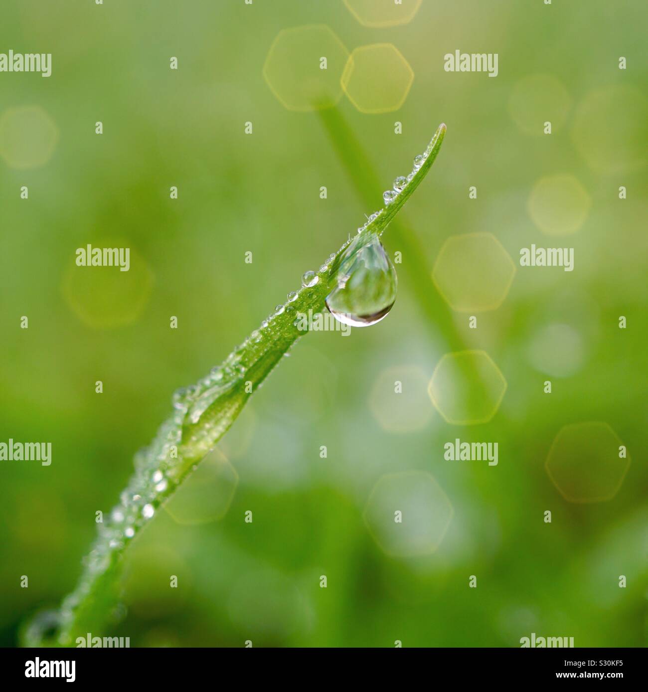 Raindrop plant hi-res stock photography and images - Alamy