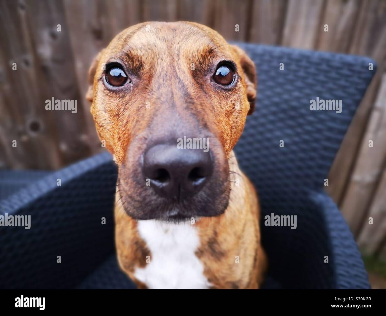 Close up of Staffordshire bull terriers face Stock Photo - Alamy