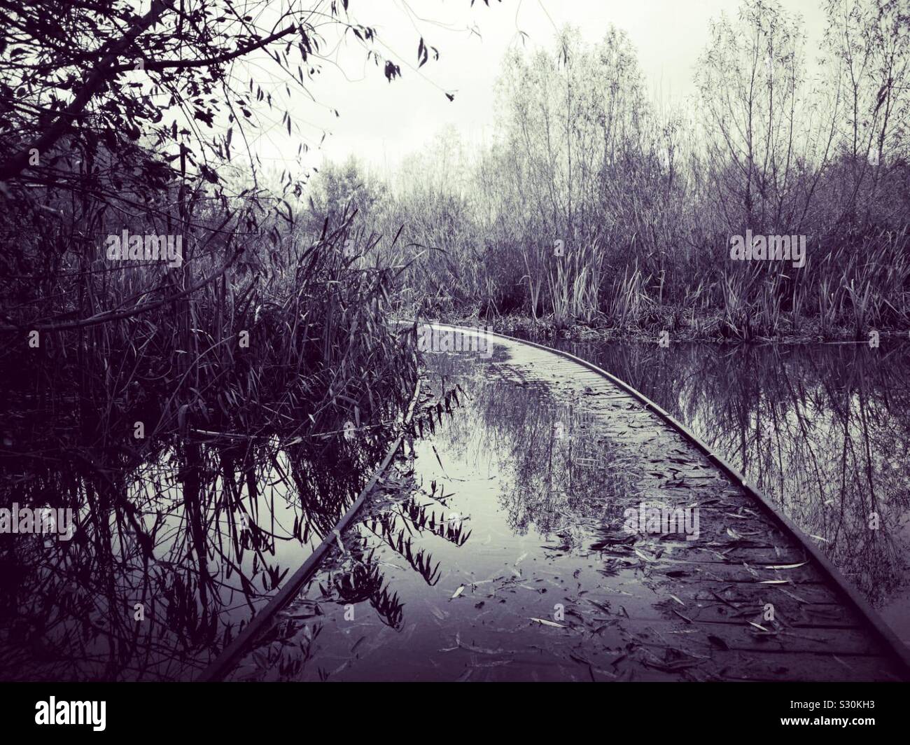Black and white image of waterlogged path crossing a pond, with ...